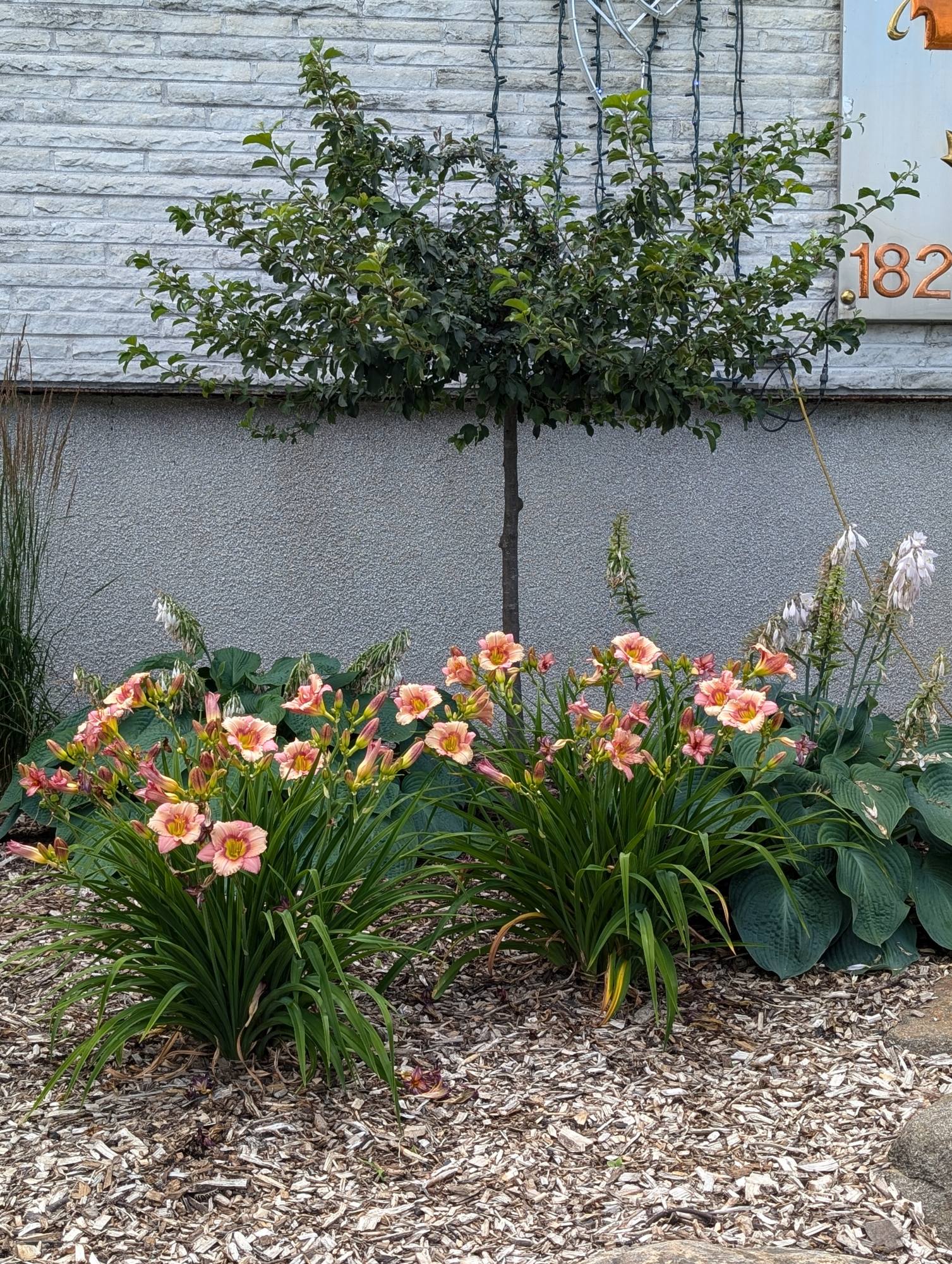 240715_Fleur_Stephanie_Returns - Site de Ville Saint-Césaire